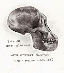 Australopithecus Afarensis